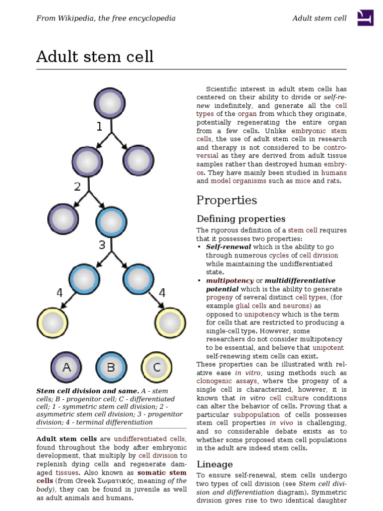 Adult Stem Cell | PDF | Stem Cell | Cell Potency