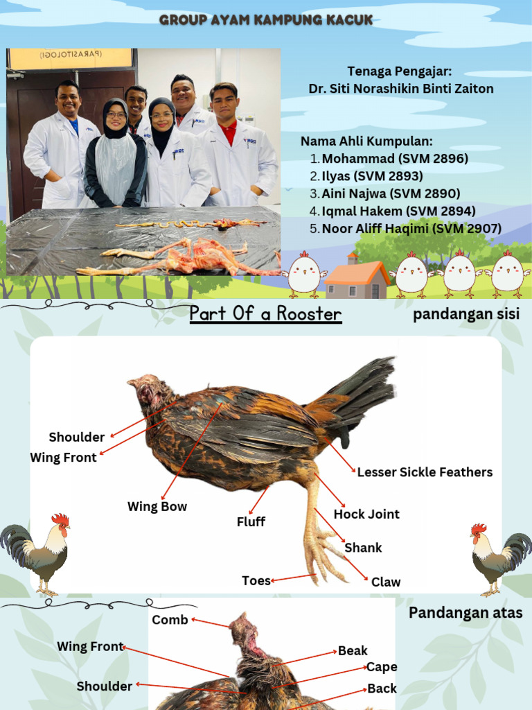 Anatomi dan Morfologi Ayam Jantan | PDF | Anatomy