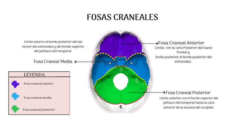 Fosa Craneal | PDF