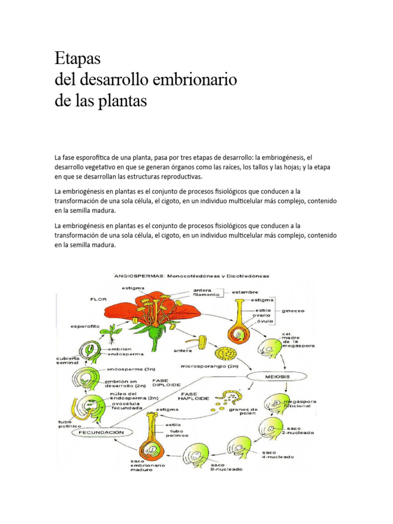 Etapas Del Desarrollo Embrionario de Las Plantas | PDF