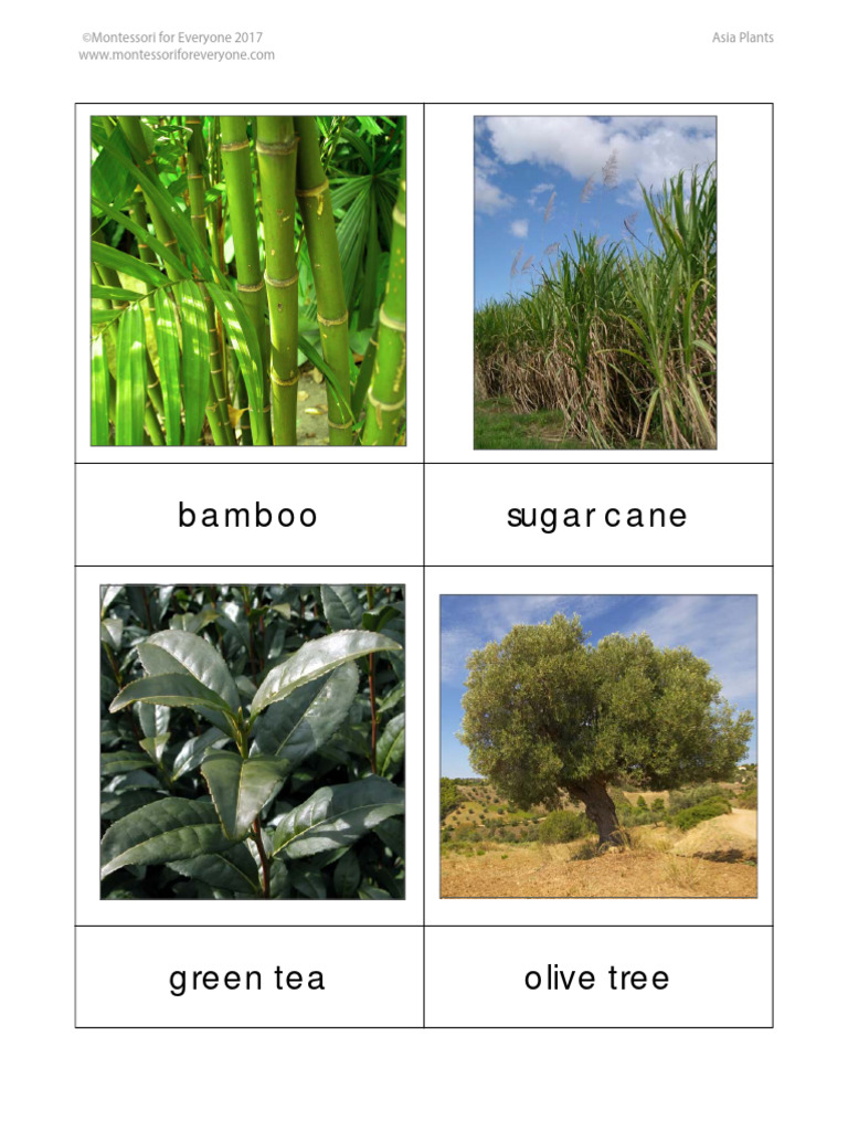 Asia Plants | PDF