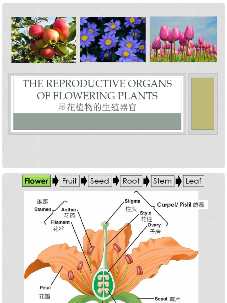 The Reproductive Organs of Flowering Plants - 2023 | PDF | Flowers | Fruit