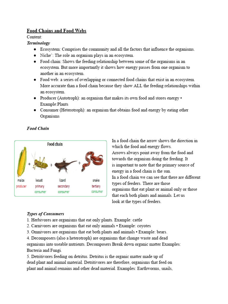 Food Chains and Webs Explained | PDF | Food Web | Ecosystem