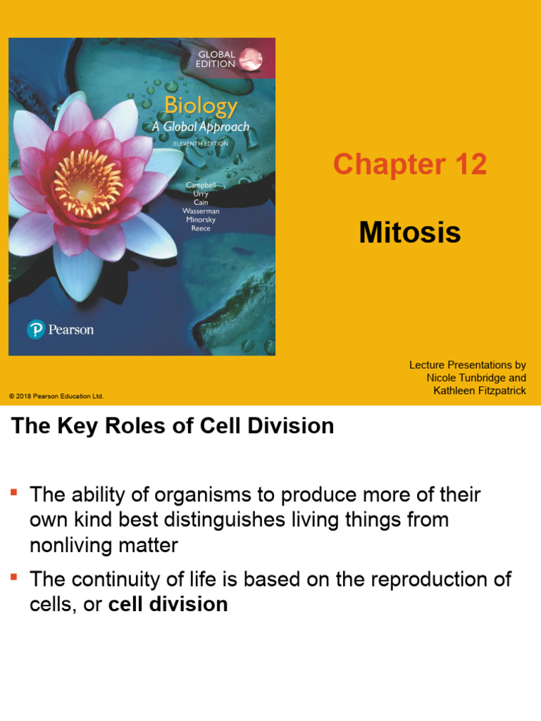 12 Lecture Presentation Short | PDF | Mitosis | Chromosome