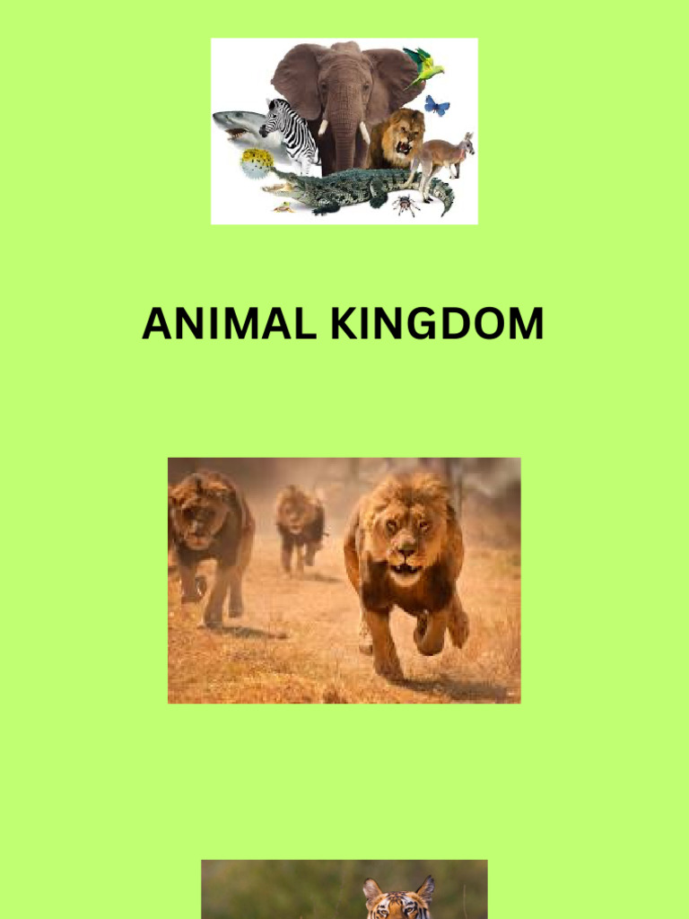 Overview of Animal Kingdom Species | PDF