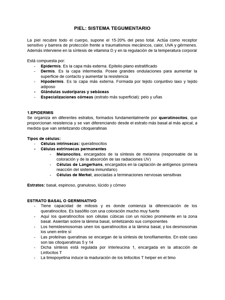 Piel Pdf Piel Epidermis
