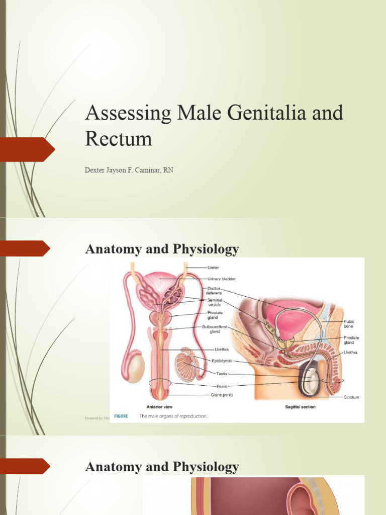 Male Female Genitalia And Rectum Assessment Pdf Uterus Labia