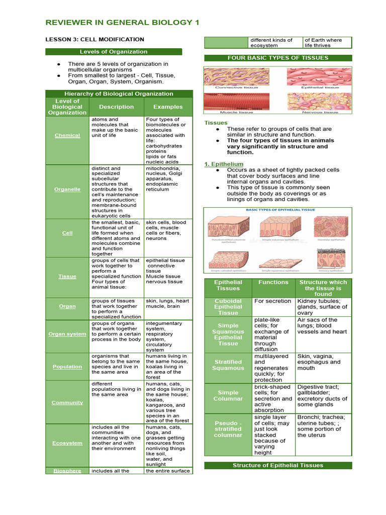 LESSON 3 - CELL MODIFICATION (Sofia Talagon) | PDF | Epithelium | Connective Tissue