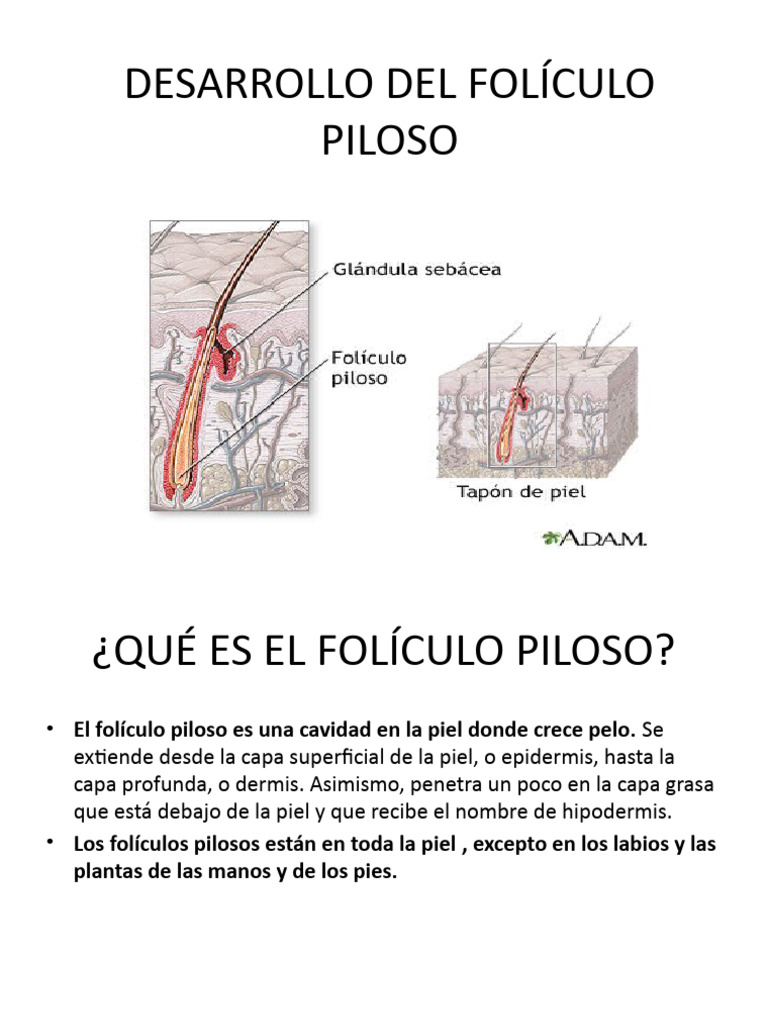 DESARROLLO DEL FOLÍCULO PILOSO | PDF | Piel | Sistema tegumentario