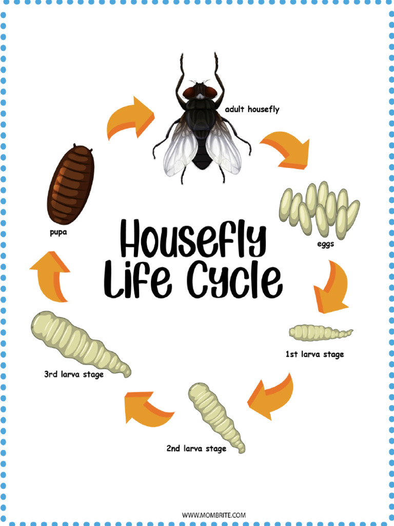 Life Cycle of Fly Worksheets | PDF