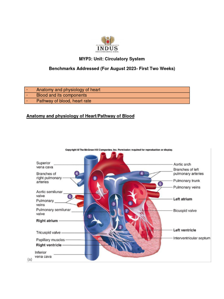 Anatomy and Function of the Heart | PDF | Heart | Artery