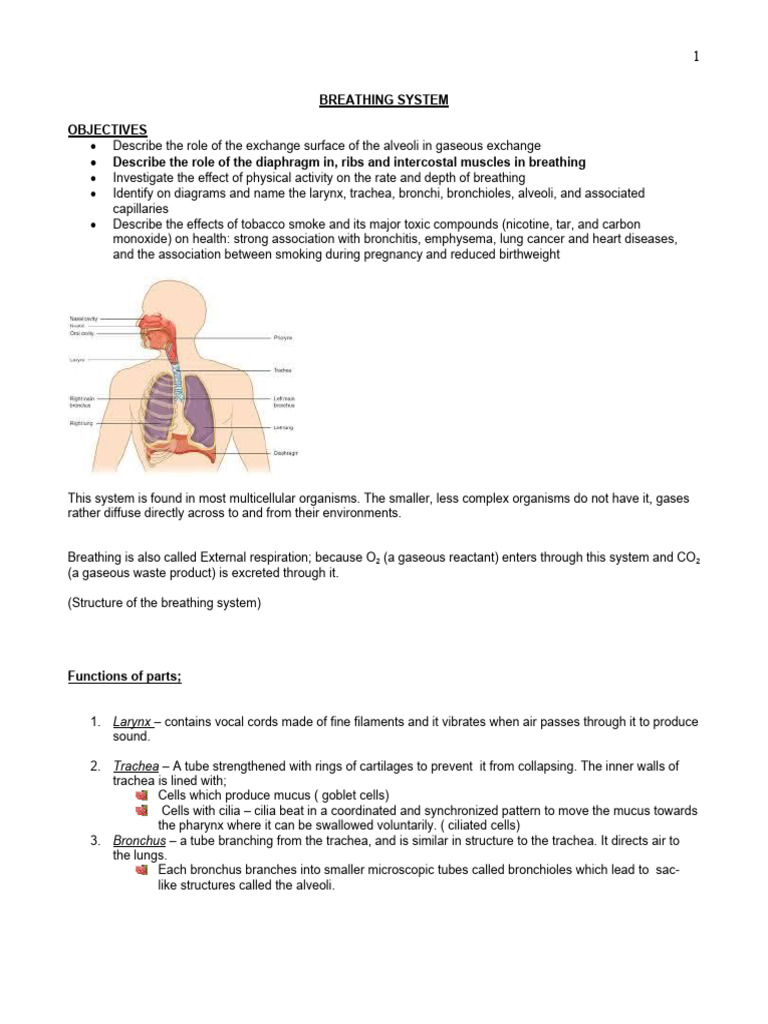Breathing | PDF | Lung | Breathing