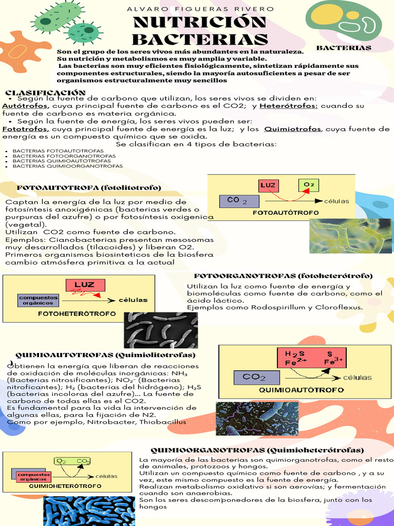 Clasificación: Bacterias | PDF | Las bacterias | Biología