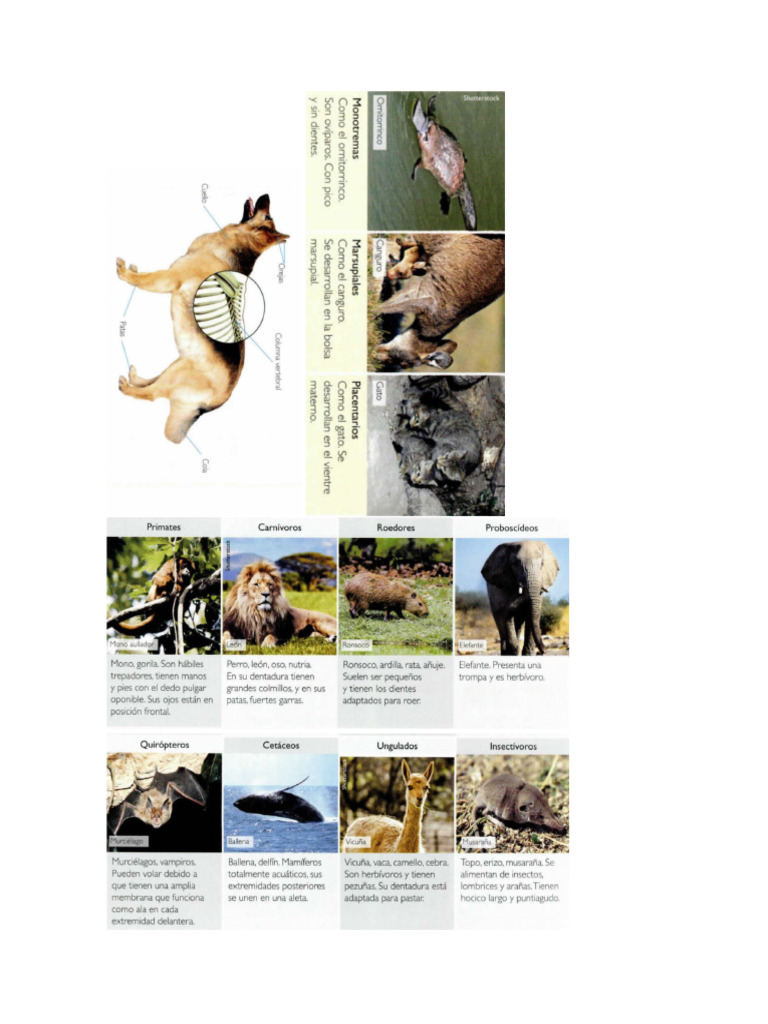 Características Comunes de Los Mamíferos | PDF