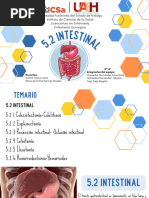 Suboclusion Intestinal | PDF | Enfermedades digestivas | Gastroenterología