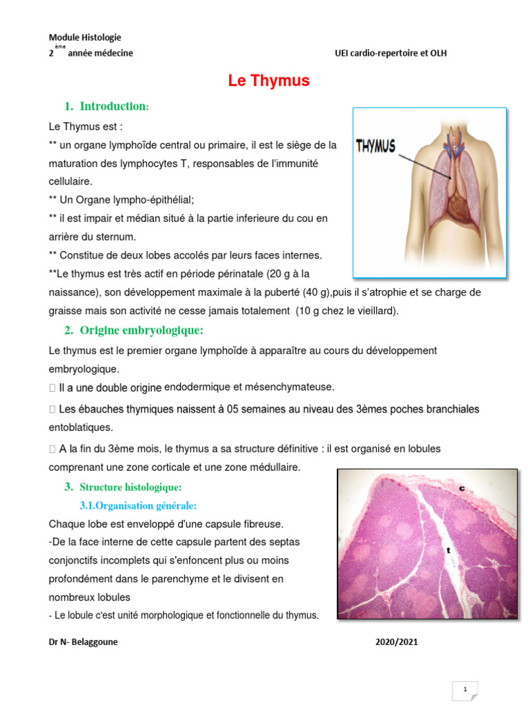 Structure et Fonction du Thymus | PDF | Thymus (anatomie) | Lymphocyte T