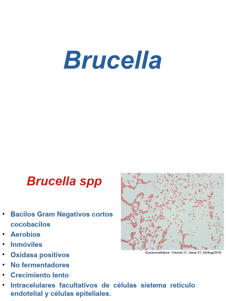Brucella | PDF | Medicina | Inmunología