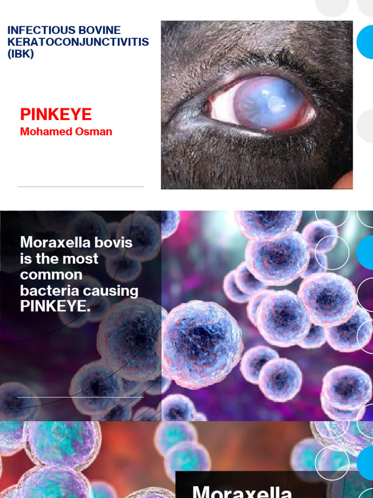 Infectious Bovine Keratoconjunctivitis (Ibk) | PDF