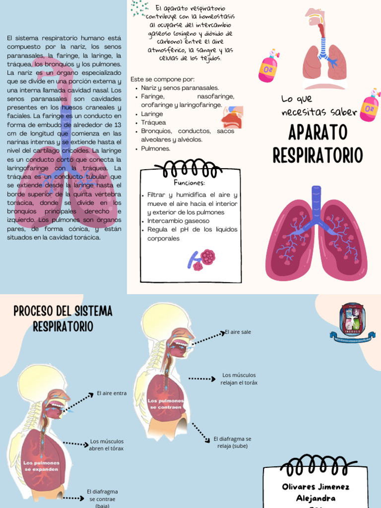 Sistema Respiratorio. | PDF | Sistema respiratorio | Pulmón