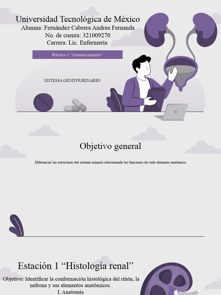 Anatomía y Fisiología del Sistema Urinario | PDF | Sistema urinario | Riñón