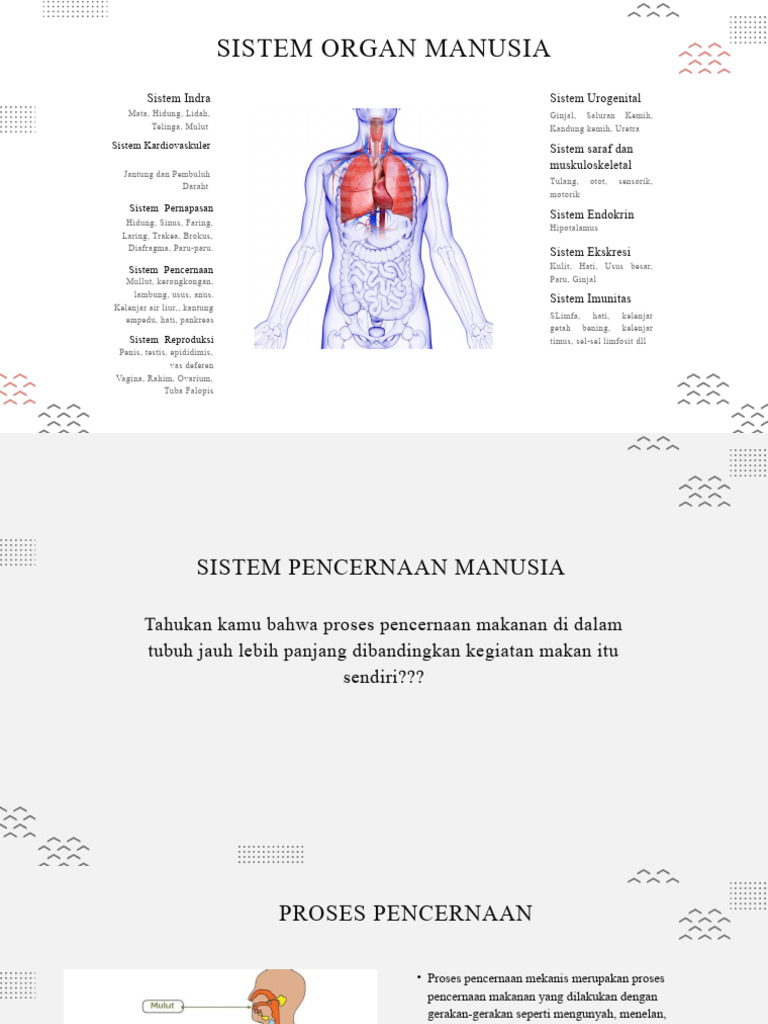 Sistem Pencernaan Manusia dan Fungsinya | PDF