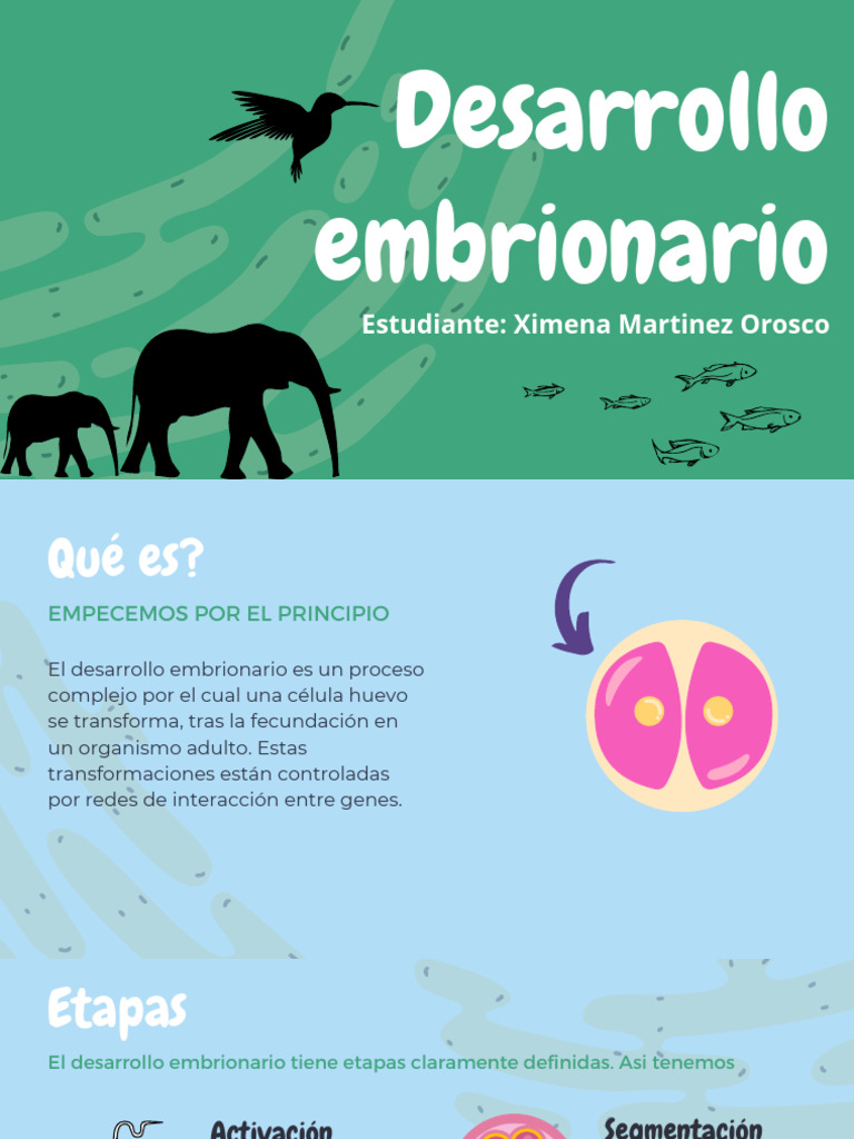 Etapas del Desarrollo Embrionario Animal | PDF | Embrión | Zoología