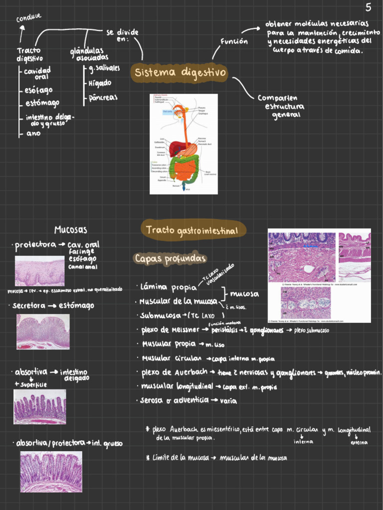 Anatomía y Función del Sistema Digestivo | PDF | Tracto ...