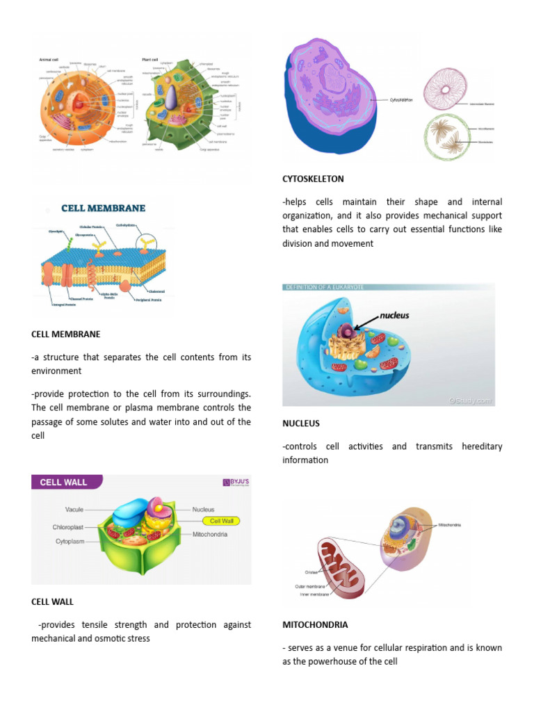 CELL | PDF | Cell (Biology) | Cell Membrane
