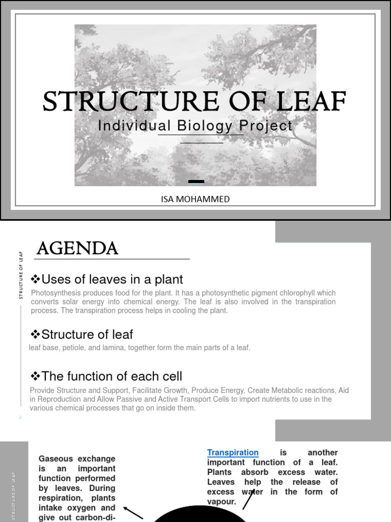 Structure of Leaf | PDF | Leaf | Stoma