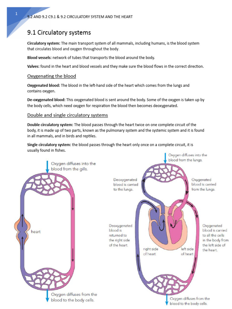 Circulatory System and Heart Biology Summarisation. | PDF | Heart Valve ...