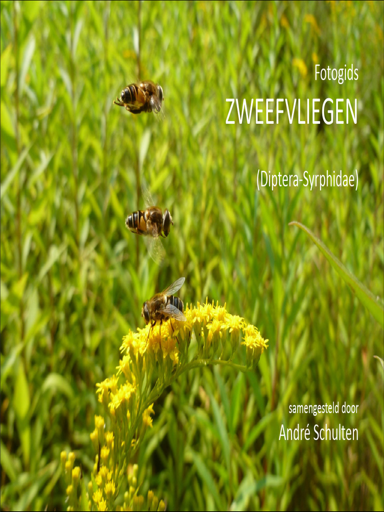 Fotogids Syrphidae | PDF