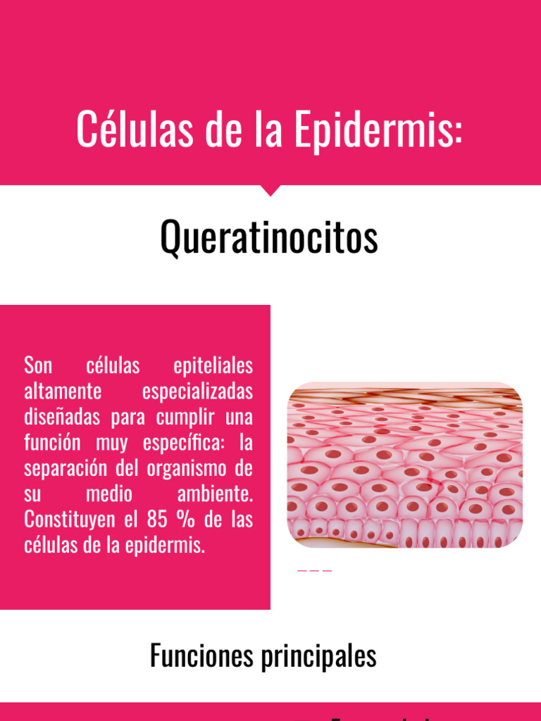 Células De La Epidermis Queranocitos Pdf