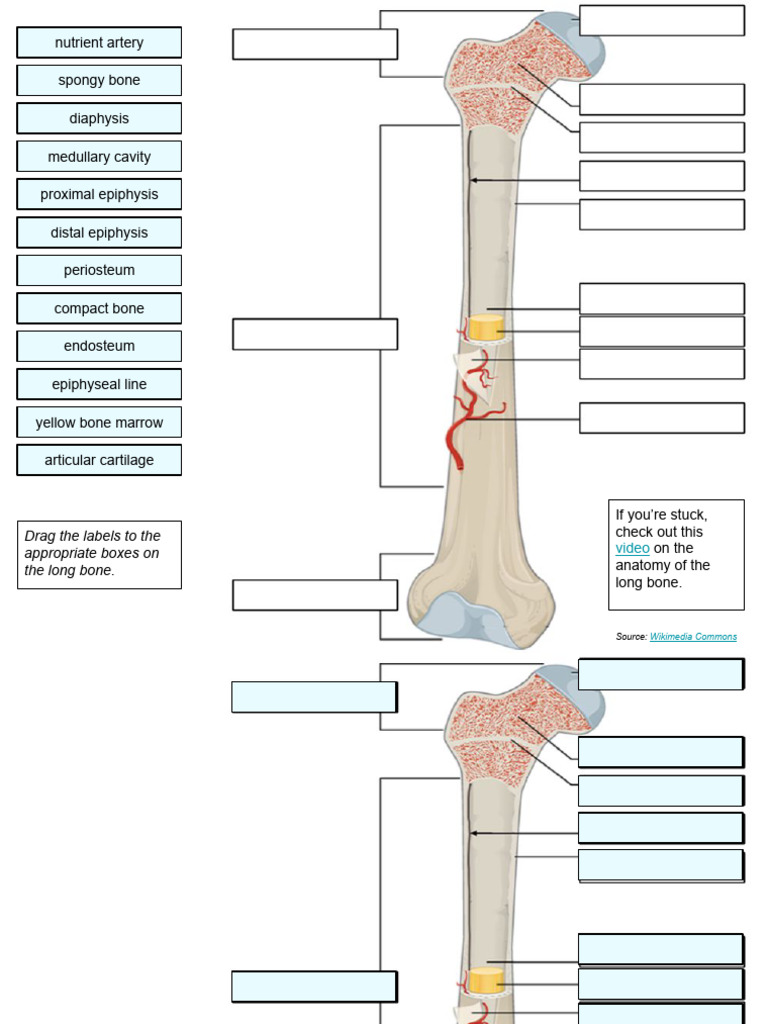 Long Bone Labeling | PDF