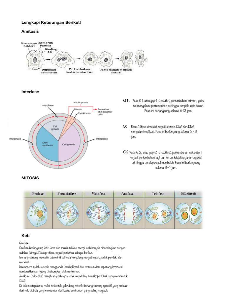 Lengkapi Keterangan Berikut! Amitosis | PDF