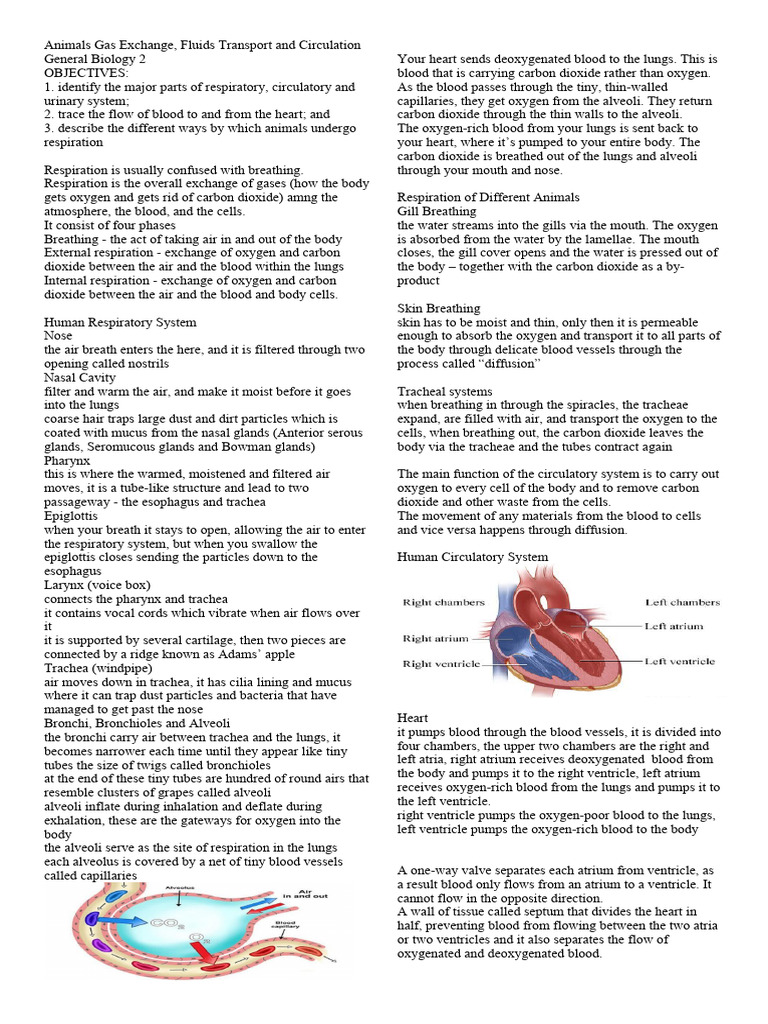 Animals Gas Exchange Fluid Transport and Circulation | PDF ...