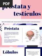 Anatomía de la Próstata y Funciones | PDF | Próstata | Anatomía