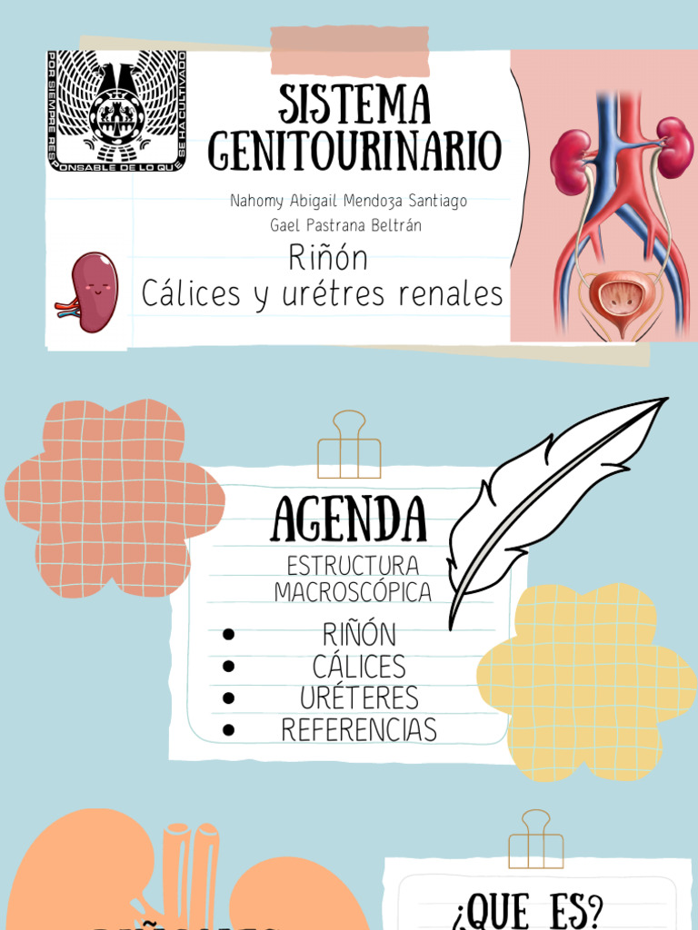 Sistema Genitourinario: Nahomy Abigail Mendoza Santiago Gael Pastrana ...