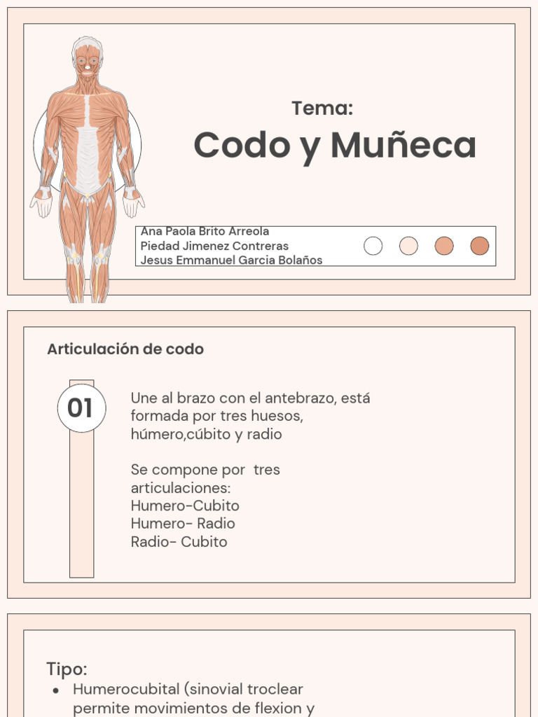 Expo Sabino | Descargar gratis PDF | Codo | Anatomía humana