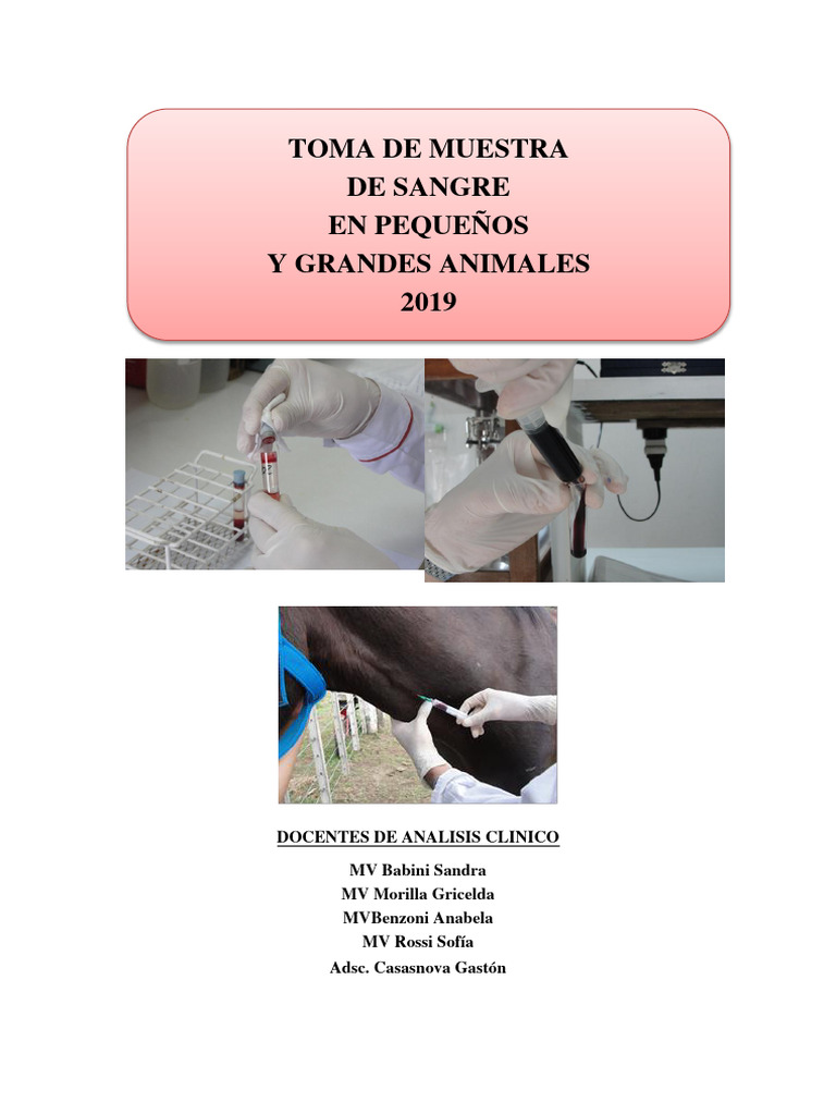 Toma de Sangre en Bovinos: Arteria Coccigea | PDF | Sangre | Mano