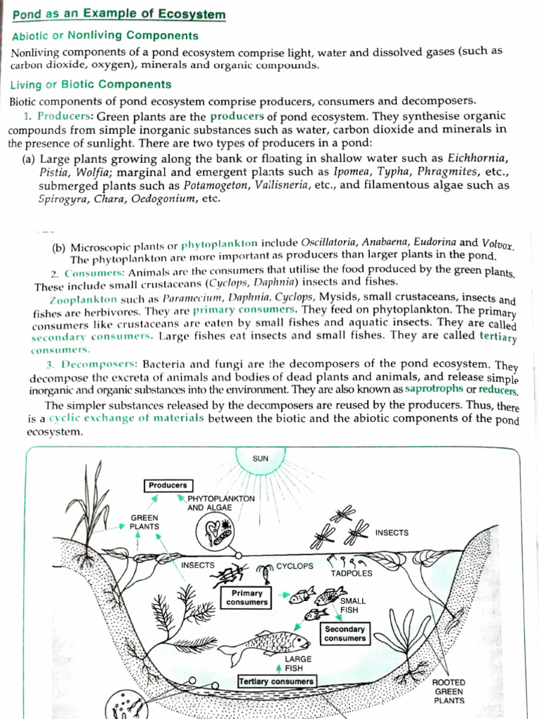 Pond Ecosystem | PDF | Ecosystem | Plants