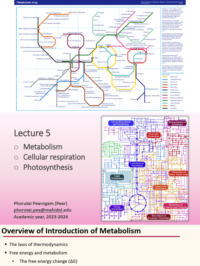 ICBI121 Lecture5 Metabolism | PDF | Metabolism | Gibbs Free Energy