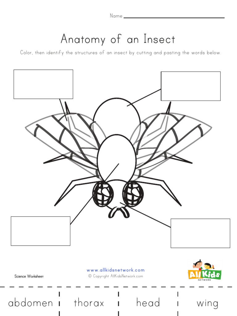Anatomy Insect Worksheet | PDF