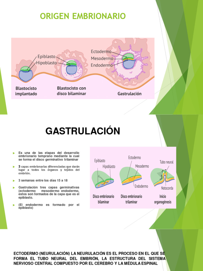 Origen Embrionario | PDF | Embrión | Anatomía