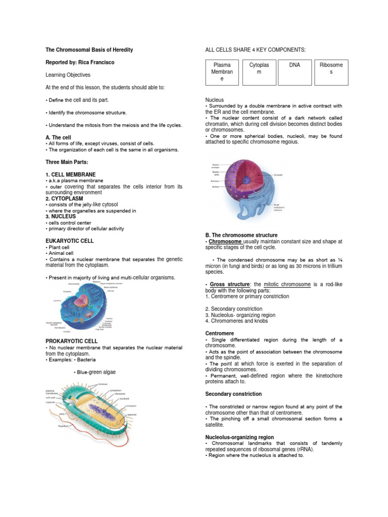 Genetics (Handouts) | PDF | Meiosis | Mitosis