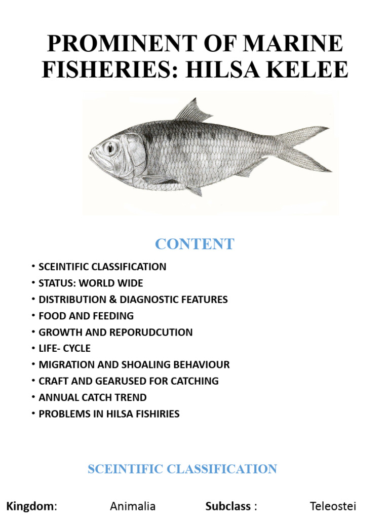 Hilsa Kelee Fish | PDF | Fishery | Estuary