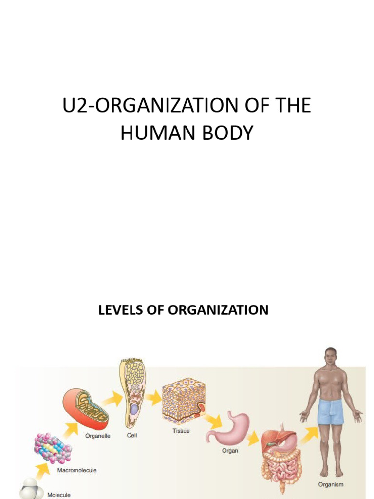 U2 Organization of The Human Body | PDF | Endoplasmic Reticulum | Cell (Biology)