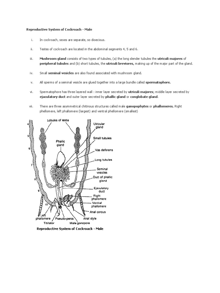 Reproductive System of Cockroach | Sex Organ | Insects