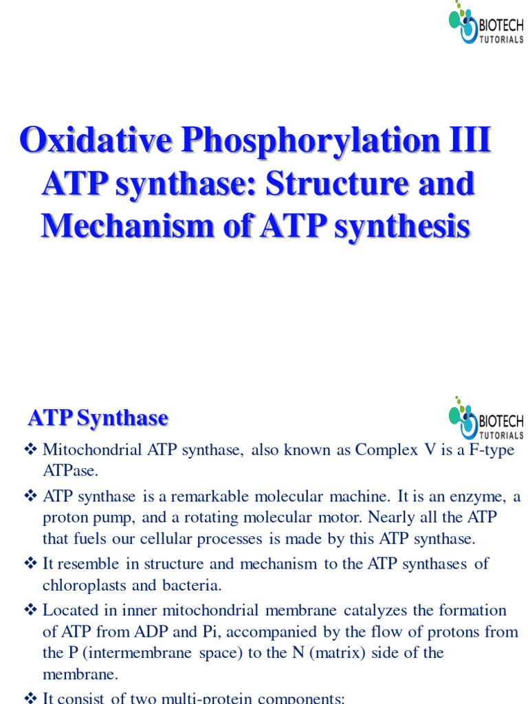 Oxidative Phosphorylation and Electron Transport Chain III ATP Synthase ...