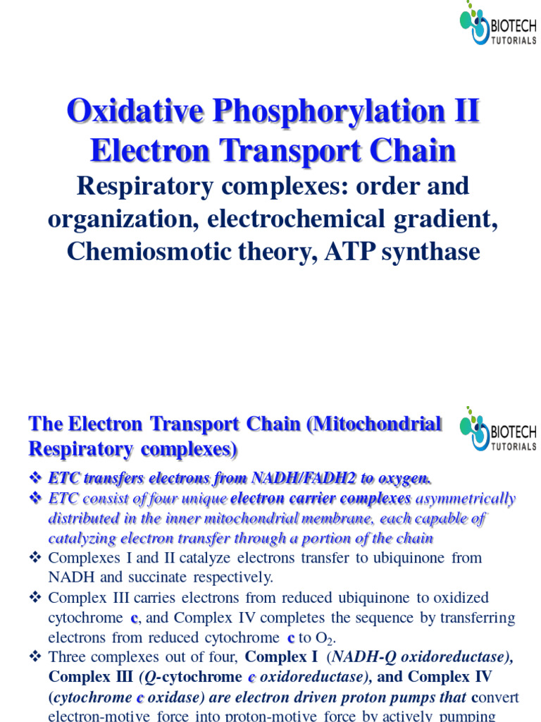 Oxidative Phosphorylation And Electron Transport Chain Ii Respiratory Complexes Structure And