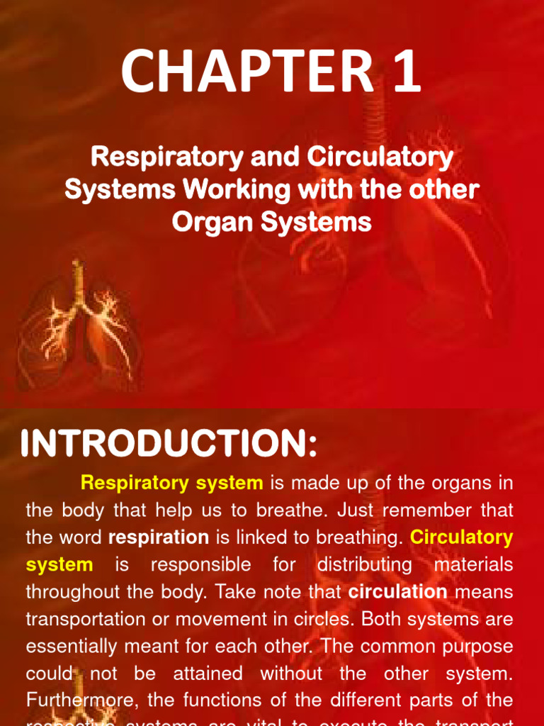 The Human Respiratory System | PDF | Lung | Respiratory System
